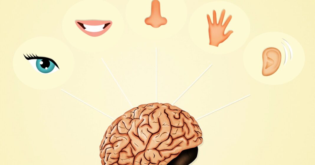 New device bypasses lost smell using touch | Thepointnews